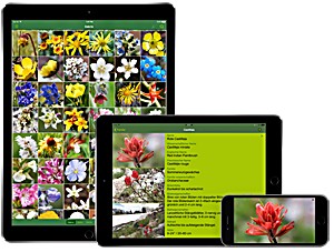 Identifying flowers is extremely easy with Rockies Alpine Flower Finder ...